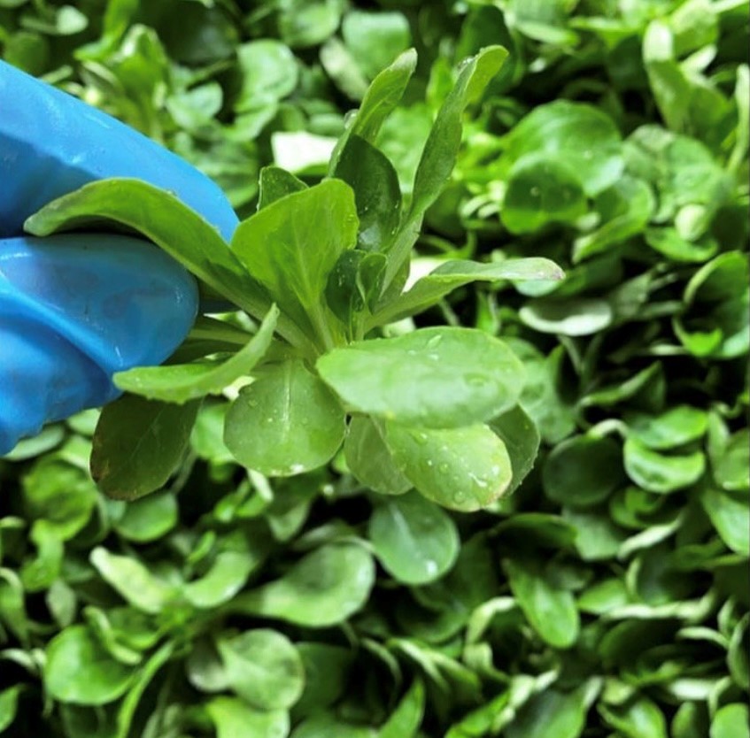 Daniel Jacot – Maraîcher, livraison de paniers de légumes et de fruits ...